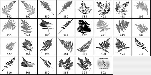 Ferns Brushes - Free Photoshop Brushes at Brusheezy!