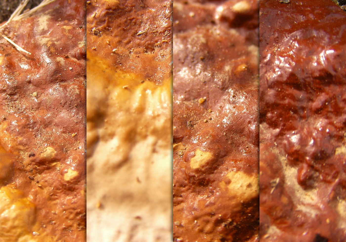 Gratis Mushroomstamp Pinceles - (105 Descargas Gratis)