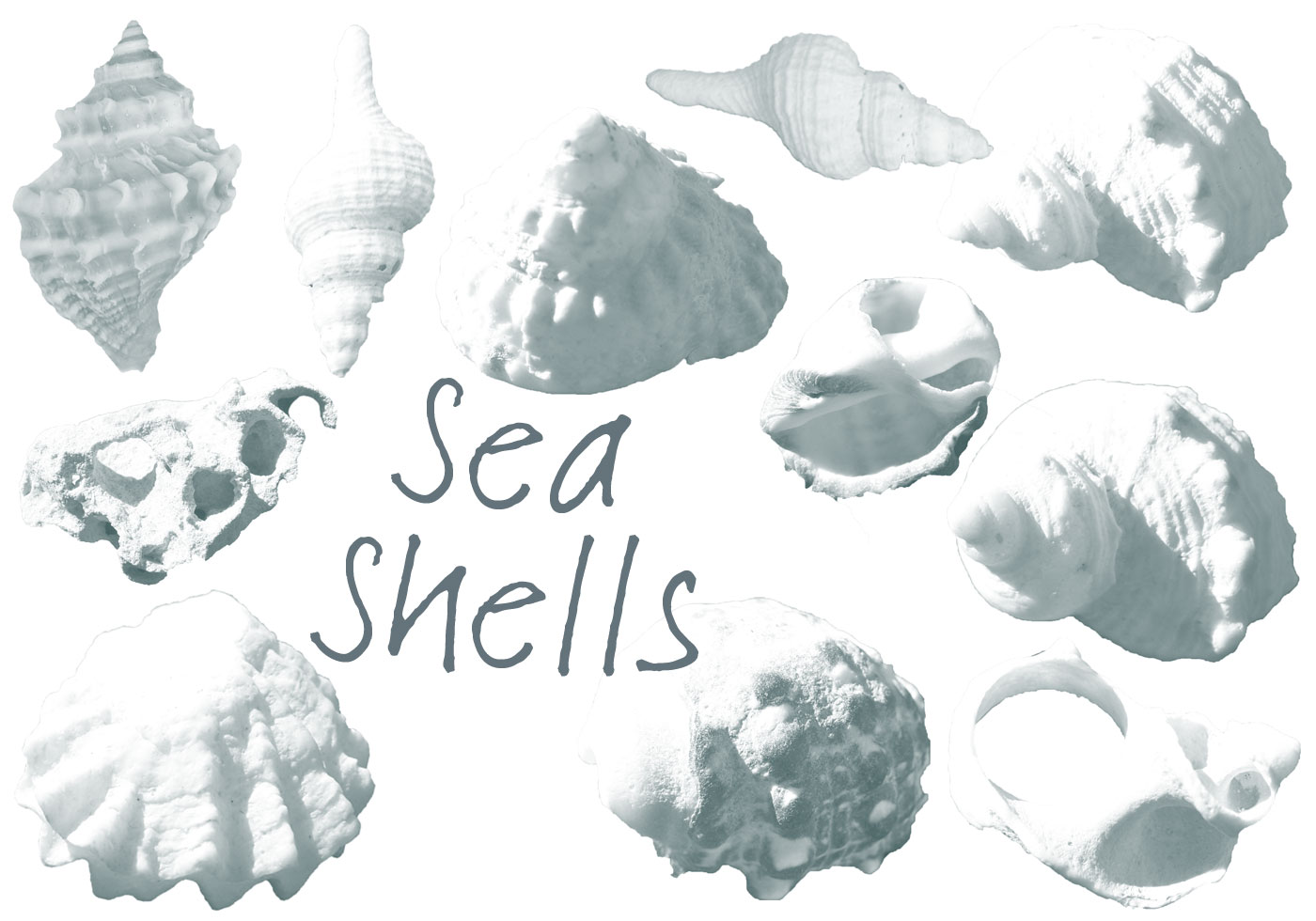 Red Sea Shells - Free Photoshop Brushes at Brusheezy!
