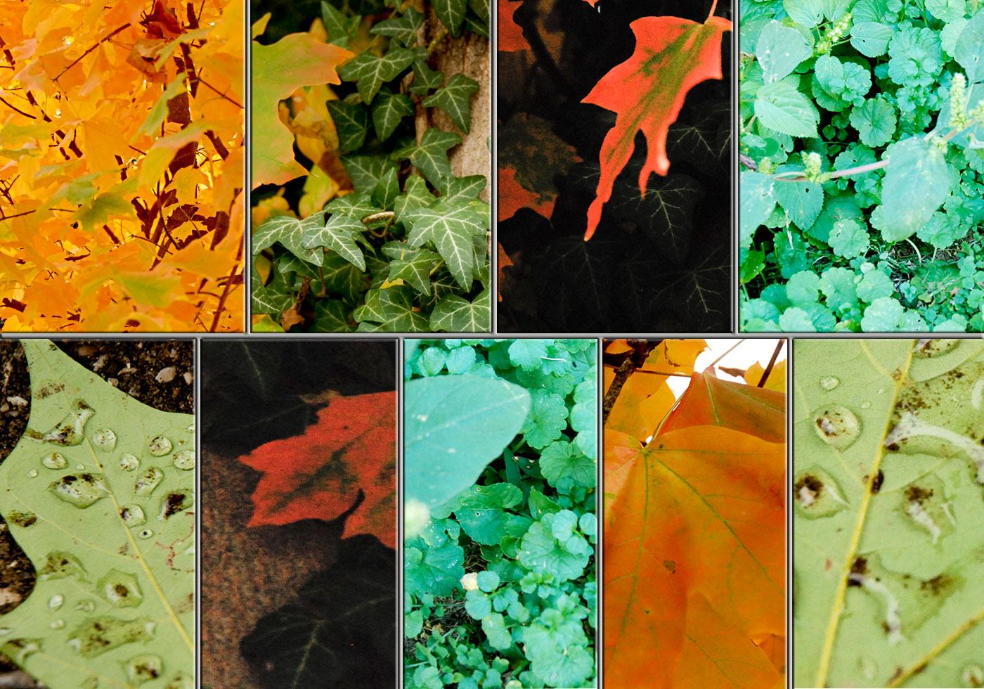 Leaves and Vines Textures - Free Photoshop Brushes at Brusheezy!