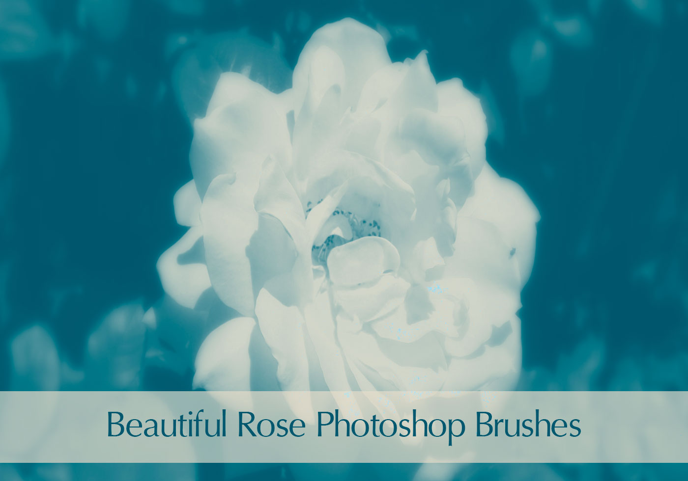 Rose Brush - Free Photoshop Brushes at Brusheezy!