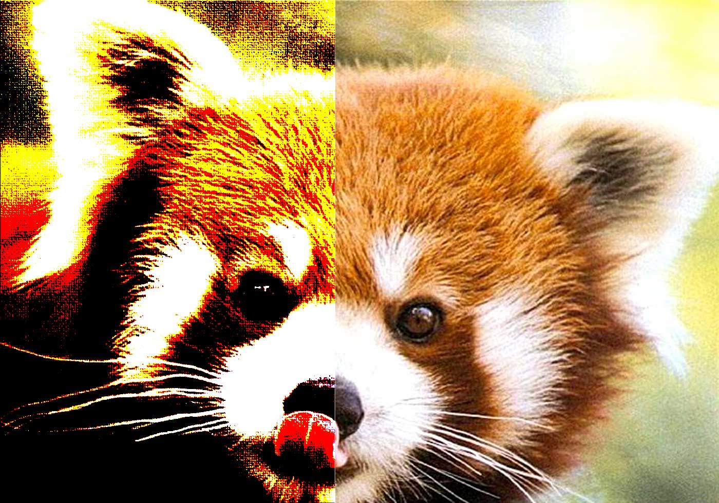 Affinity Photo Styles Free Brushes - (993 Free Downloads)