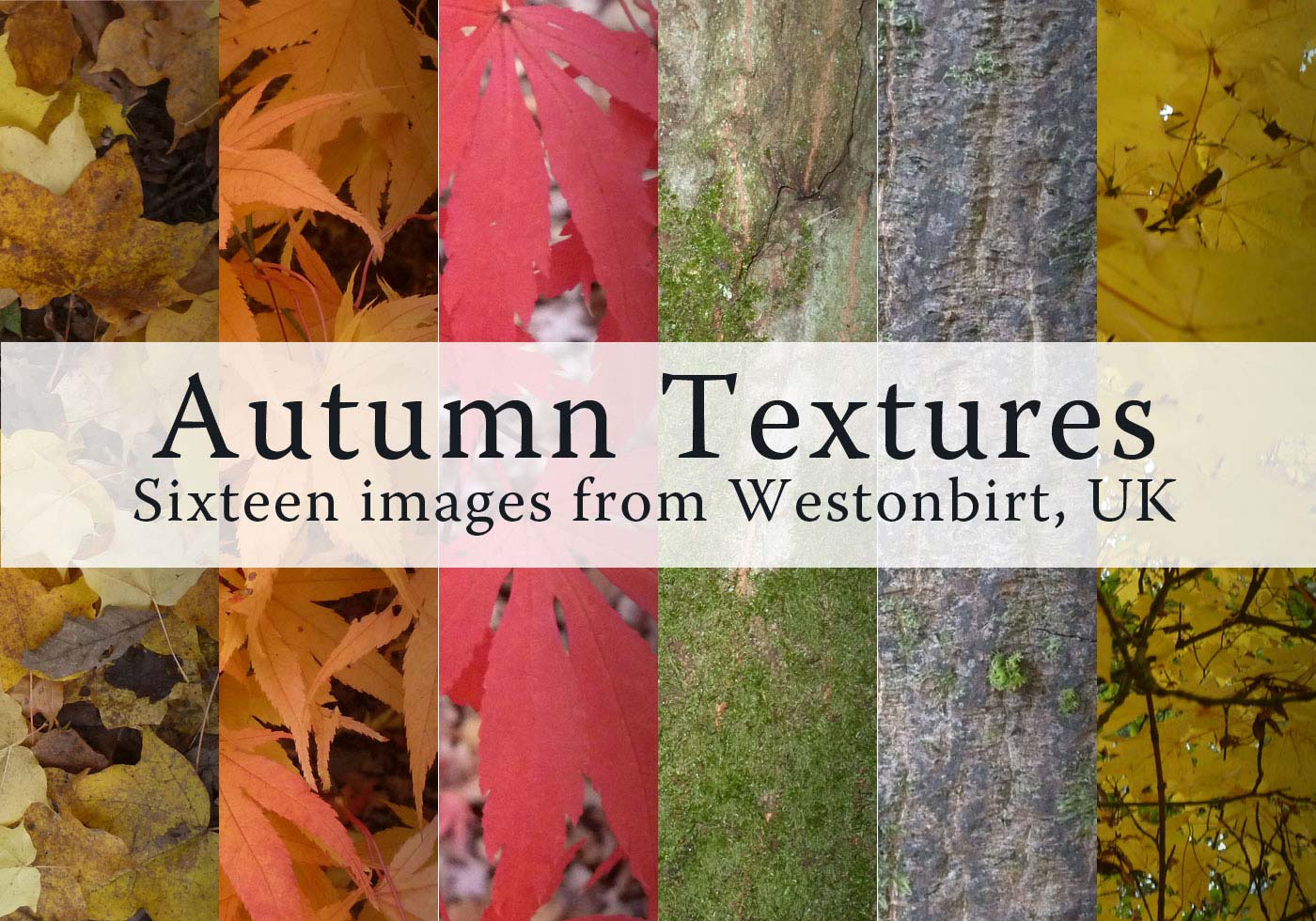 Free Cold Autumn Leaves Textures