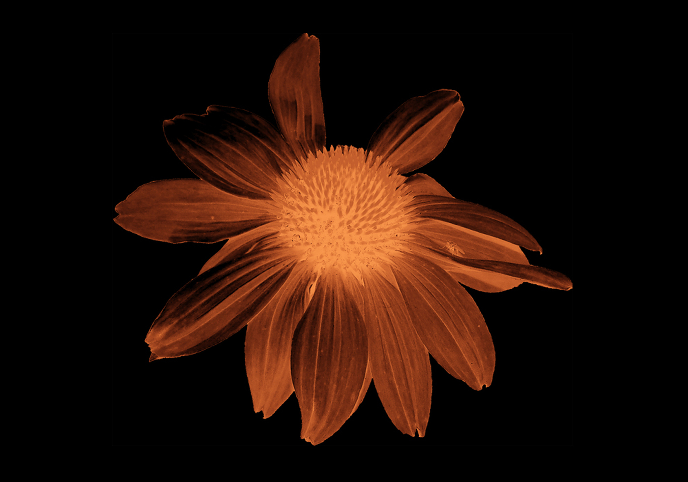 Large Corn Flower Brush