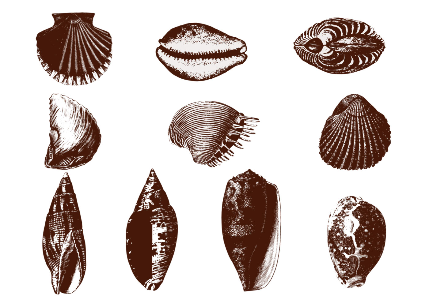 Etched Shell Brushes Pack - Free Photoshop Brushes at Brusheezy!