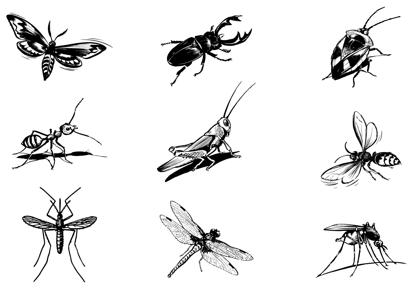 Various Insect Brushes Pack - Free Photoshop Brushes at Brusheezy!