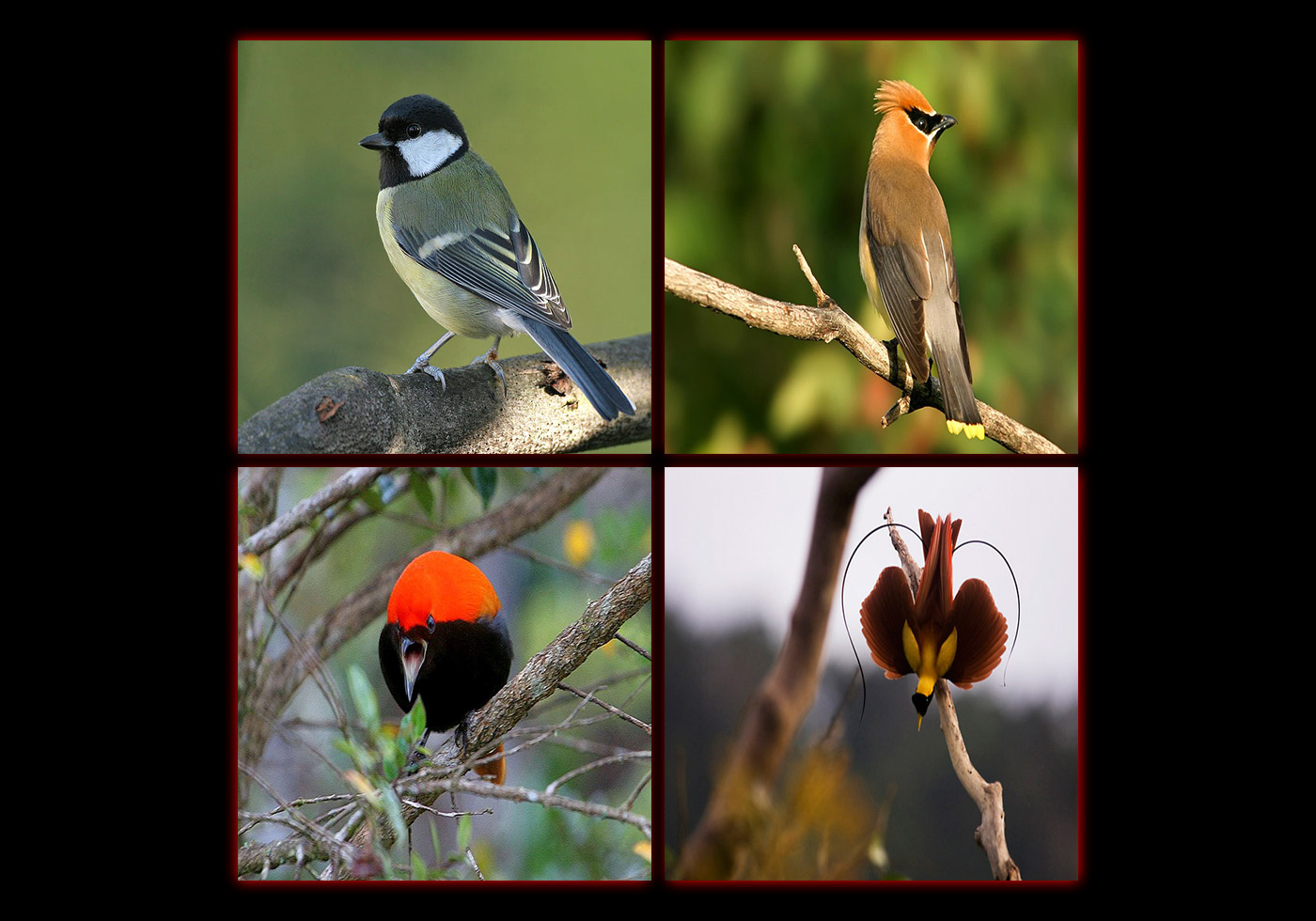 Gratis Collageรูป Pinceles - (466 Descargas Gratis)