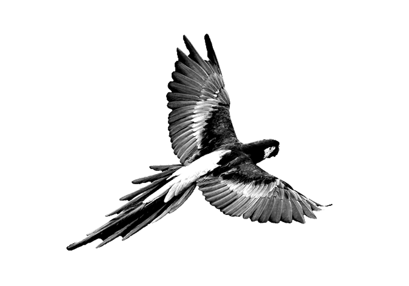 Parrot PSD | Free Photoshop PSDs at Brusheezy!