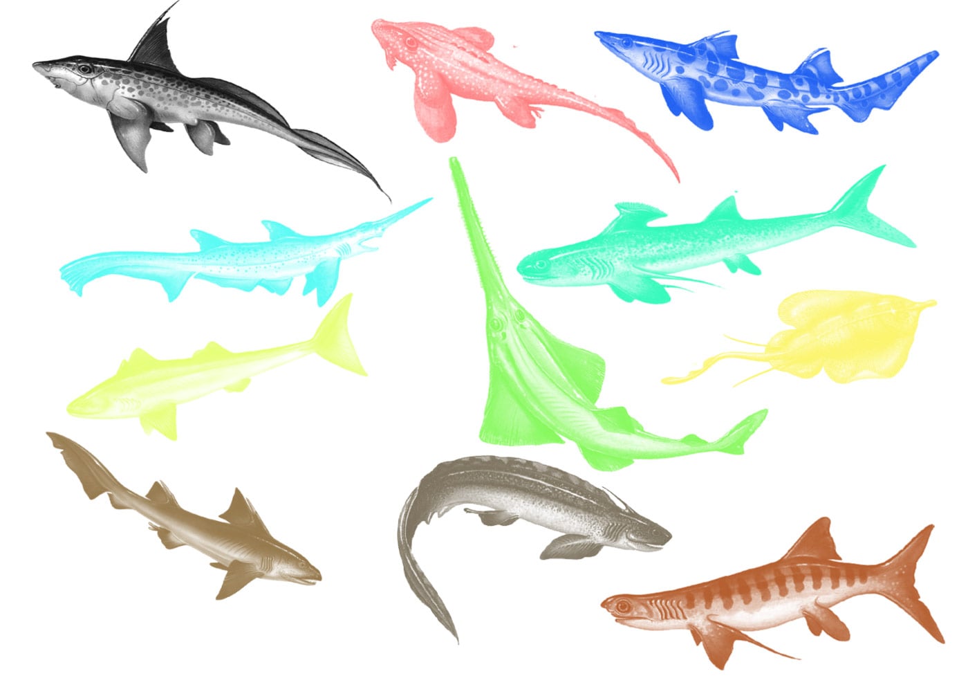 Cartilaginous Fish Brushes | Free Photoshop Brushes at Brusheezy!