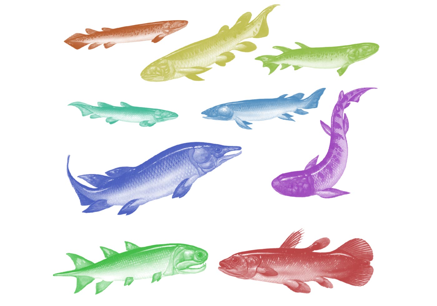 Fleshy Lobed Fish Brushes | Free Photoshop Brushes at Brusheezy!