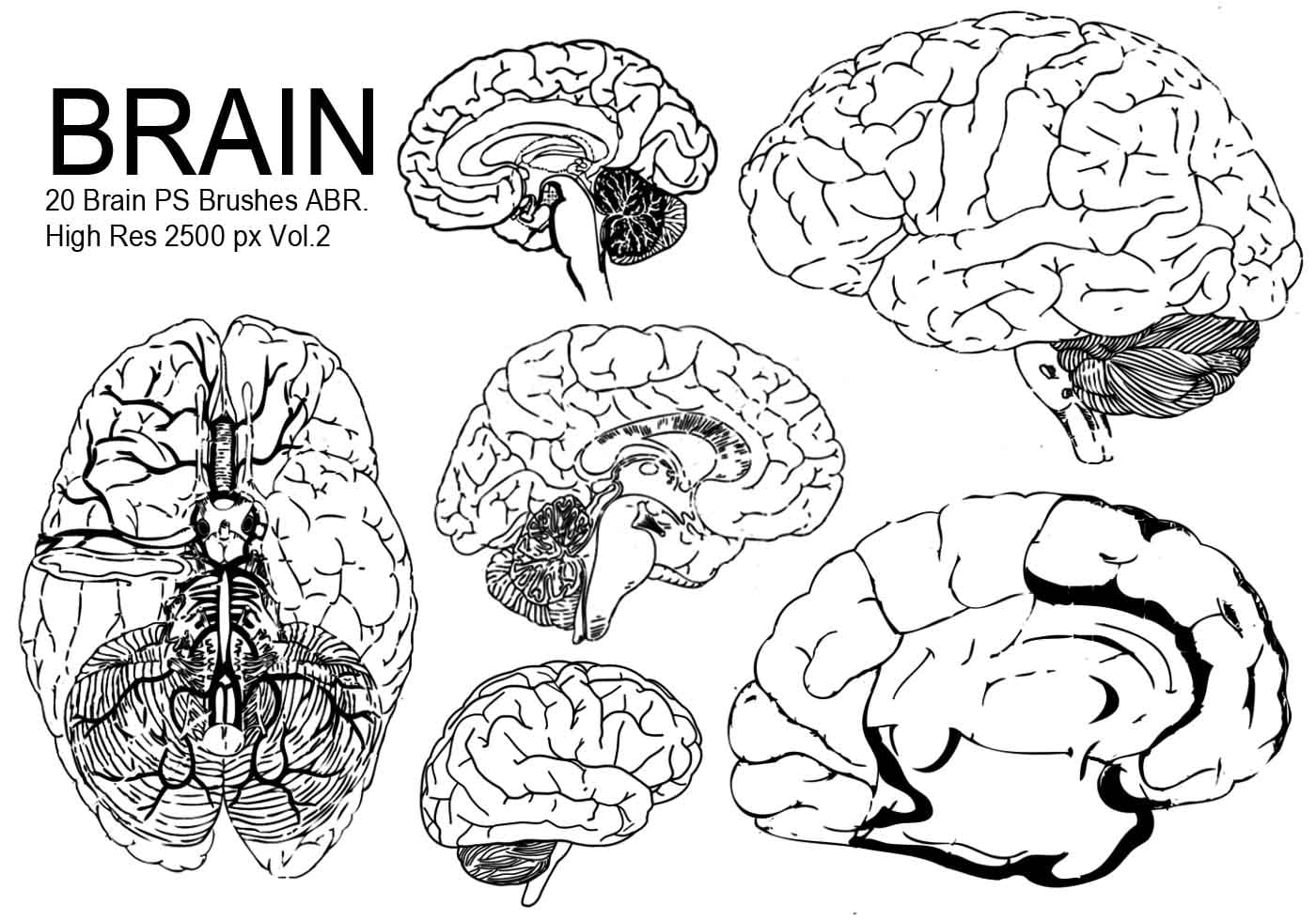 20 Brain PS Brushes ABR.Vol.2 - Free Photoshop Brushes at Brusheezy!