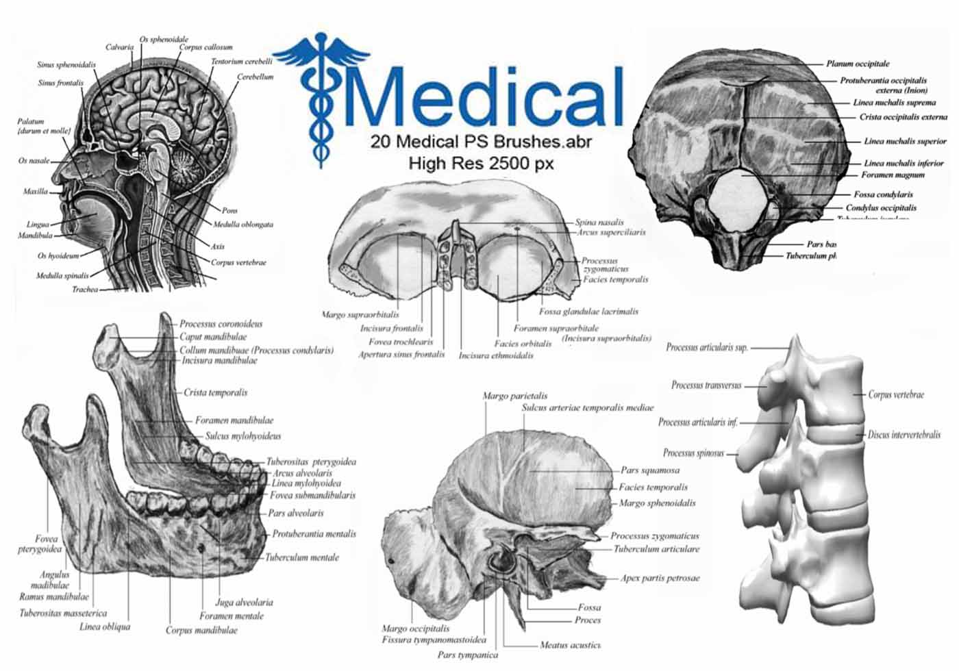 Gratis Segurodegastosmédicosmayoresinbursaentrandentista Pinceles - (1. ...