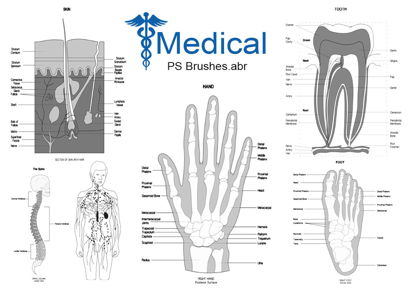 20 Medical PS Brushes.abr - Free Photoshop Brushes at Brusheezy!