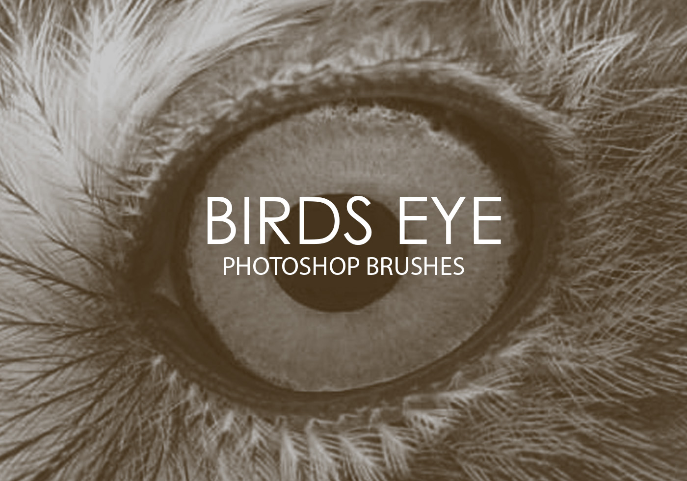 Free Birds Eye Photoshop Brushes - Free Photoshop Brushes at Brusheezy!
