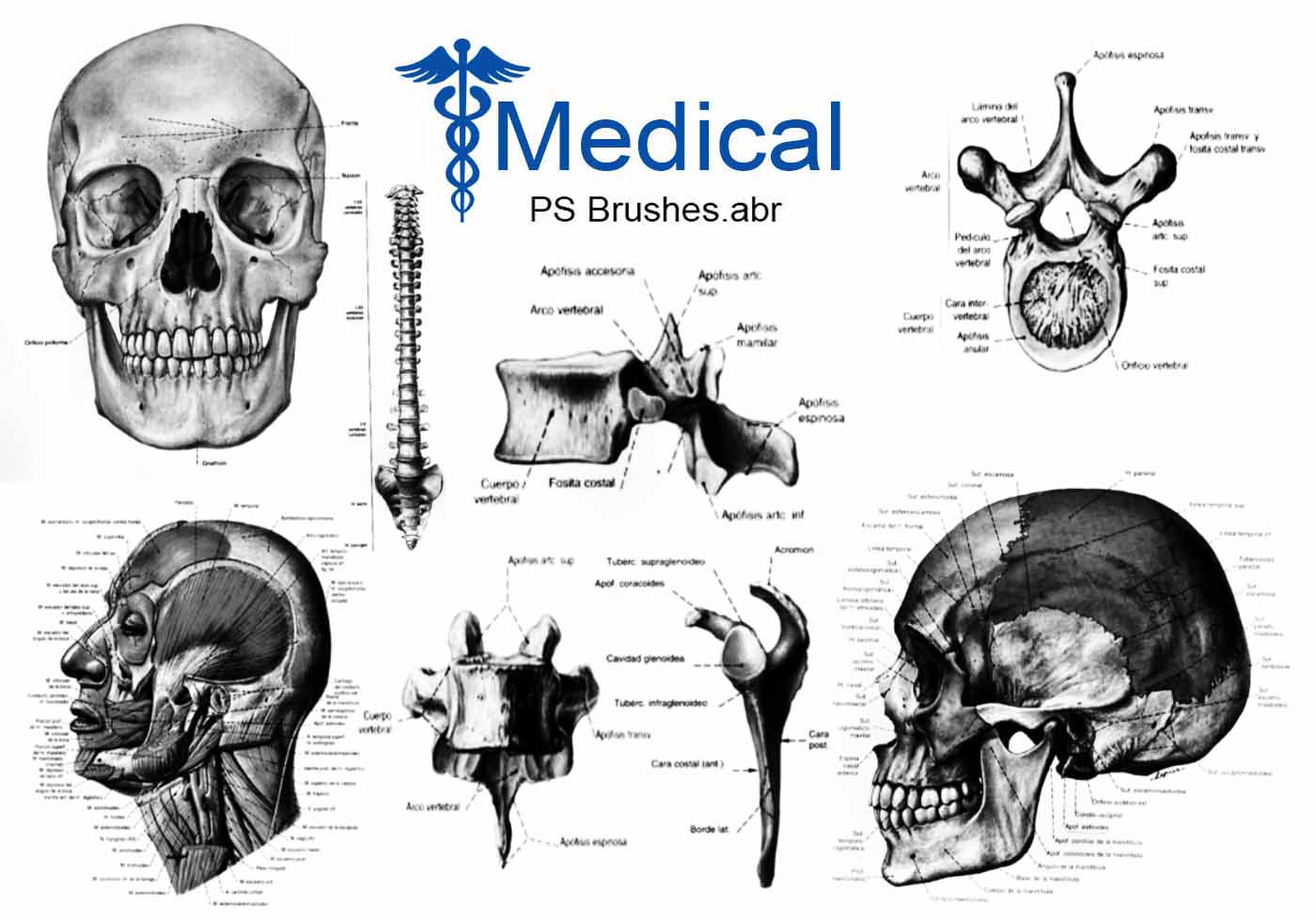 20 Medical PS Brushes abr. Vol.18 - Free Photoshop Brushes at Brusheezy!