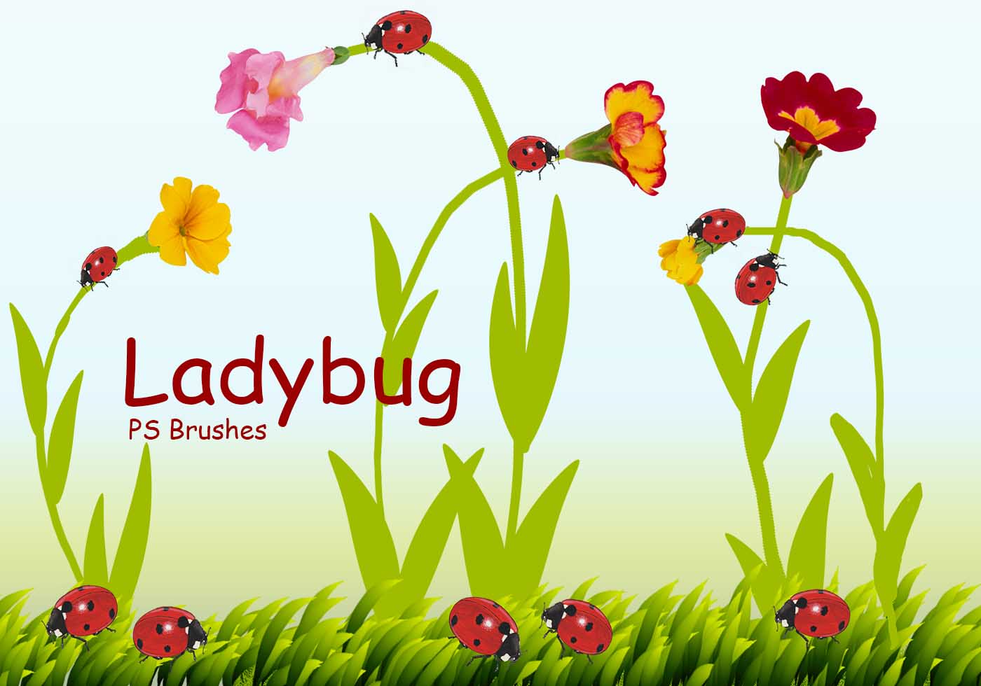 Ladybug Brushes - Free Photoshop Brushes at Brusheezy!