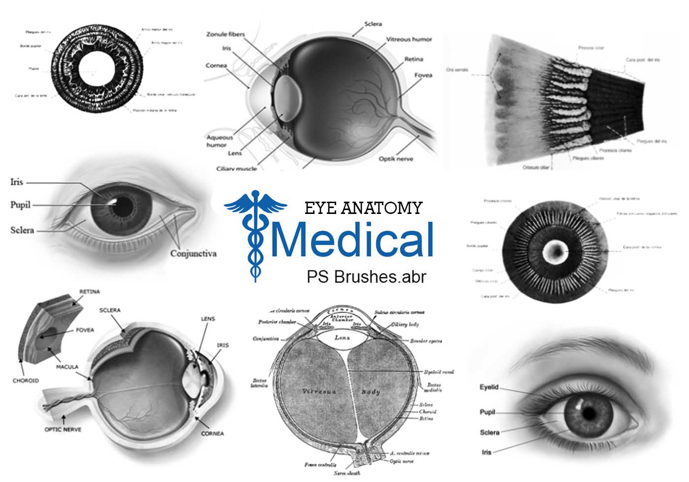 20 Medical - Eye PS Brushes abr. Vol.20 - Free Photoshop Brushes at ...