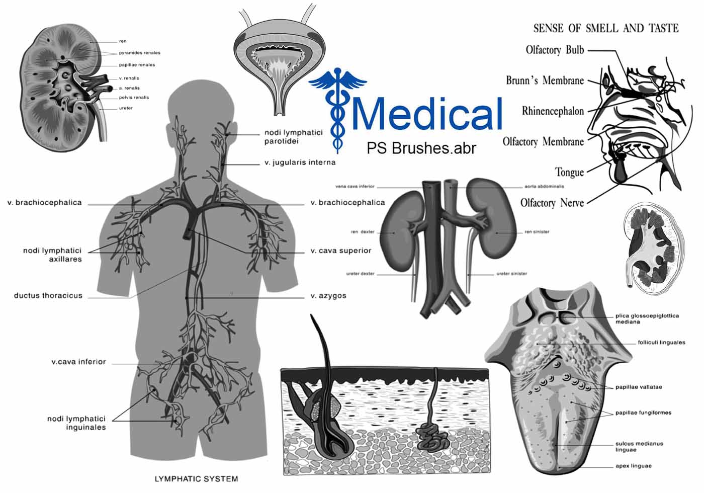 20 Medical PS Brushes abr. Vol.21 - Free Photoshop Brushes at Brusheezy!