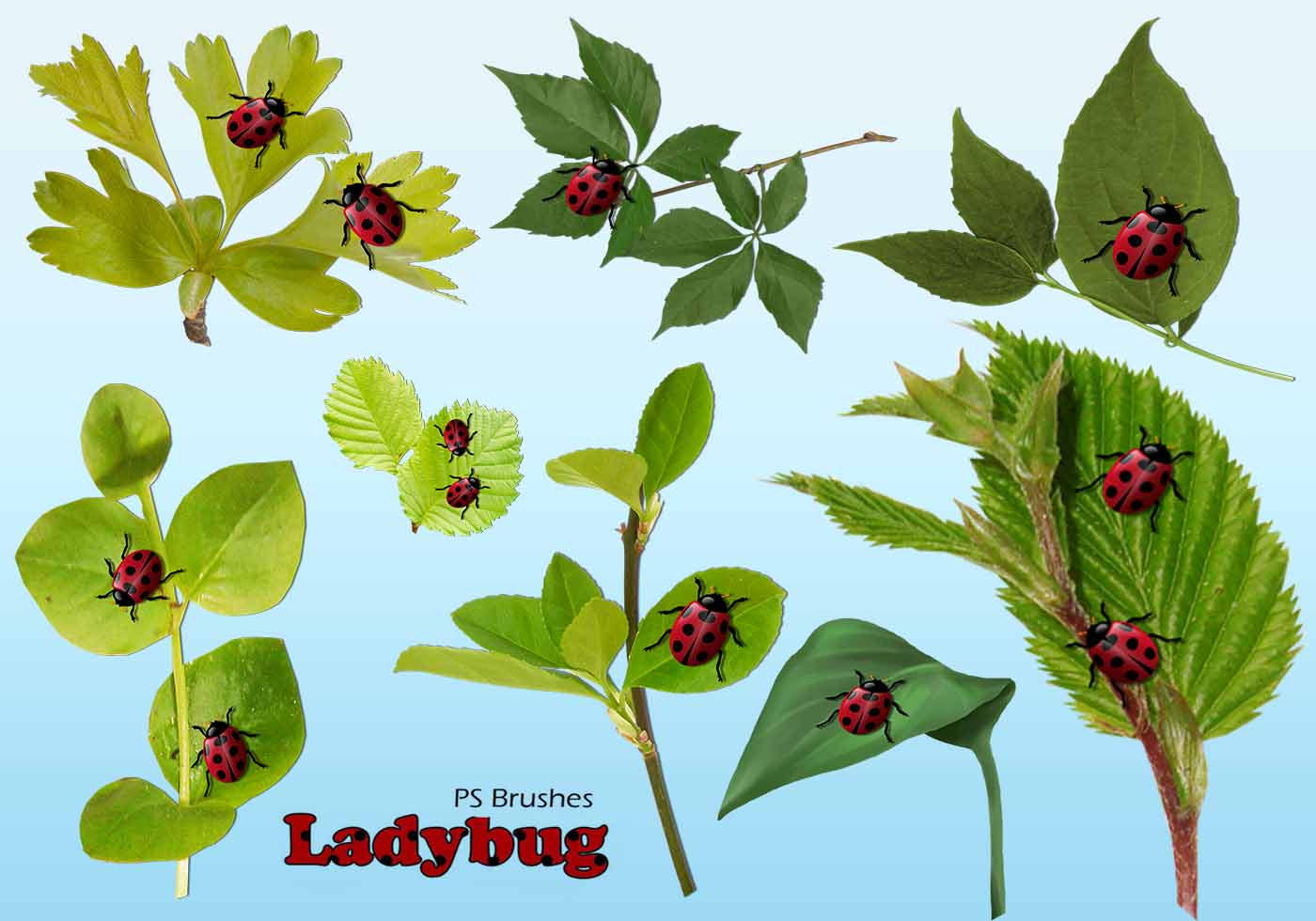 20 Ladybug PS Brushes abr.Vol.13 - Free Photoshop Brushes at Brusheezy!