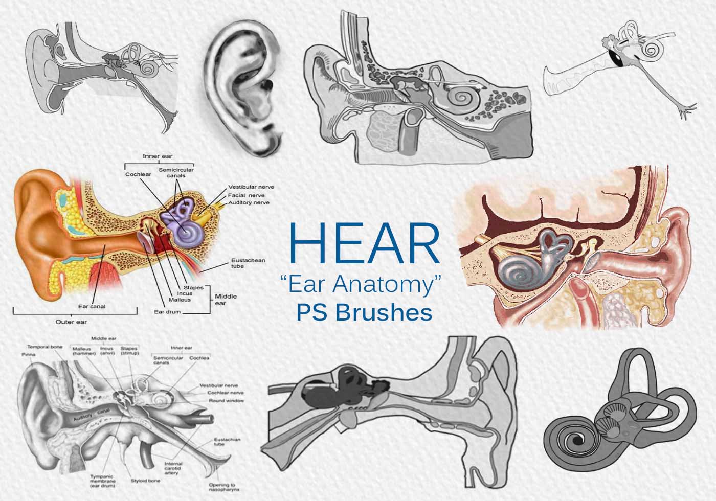 20 Hear "Ear Anatomy" PS Brushes.abr vol.2 - Free Photoshop Brushes at ...