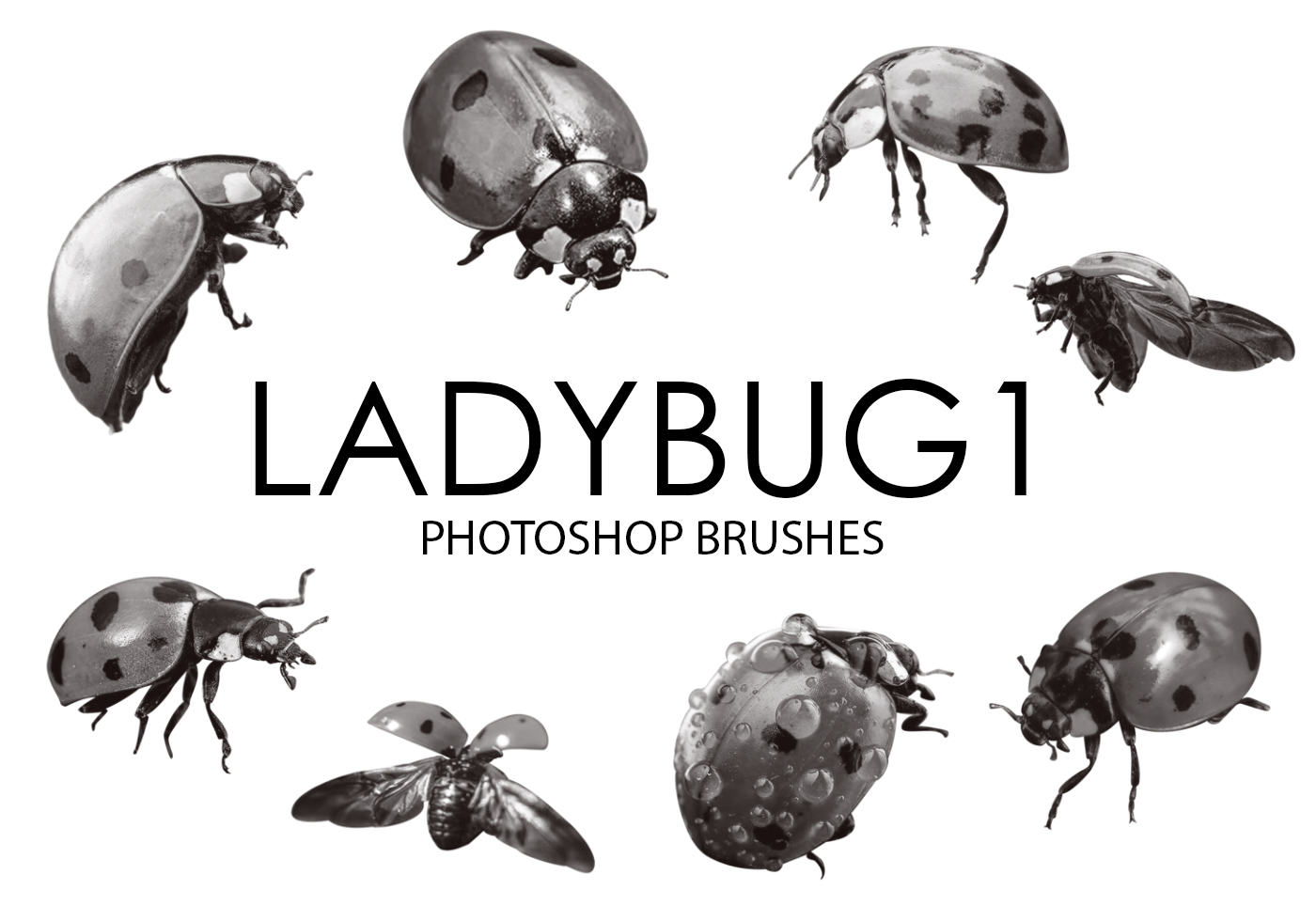 Ladybug Photoshop Brushes 1 - Free Photoshop Brushes at Brusheezy!