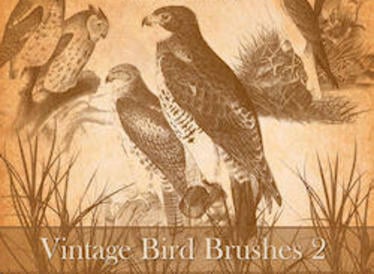 Birds Free Brushes - (1,735 Free Downloads)