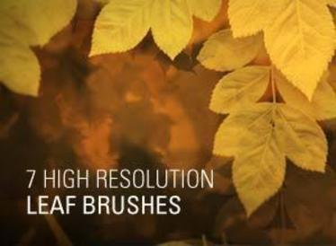 Vector Leaves - (2,081 Free Downloads)