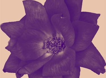 Rose Free Brushes - (976 Free Downloads)