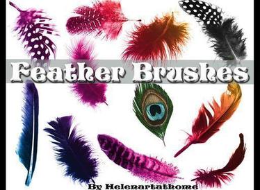 Feather Brushes - Free Photoshop Brushes at Brusheezy!