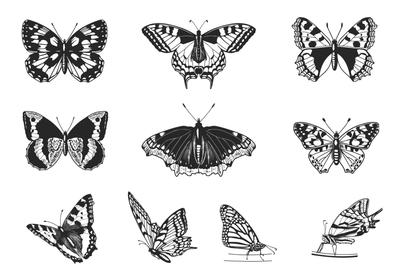 butterfly brushes - Free Photoshop Brushes at Brusheezy!
