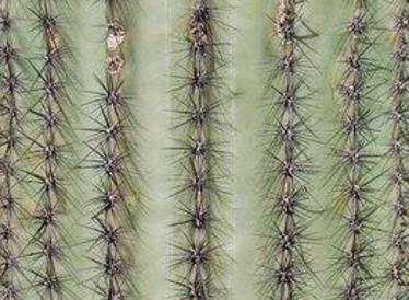 Green Photou Free Brushes - (554 Free Downloads)