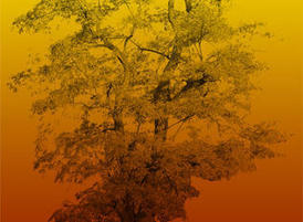 Large Tree Brush - Free Photoshop Brushes at Brusheezy!