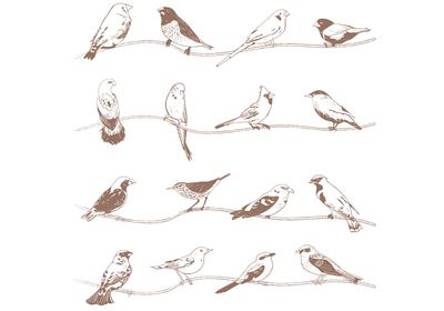 Bird Photoshop Brushes - Free Photoshop Brushes at Brusheezy!