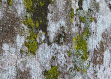 Trees Brushes | Free Photoshop Brushes at Brusheezy!