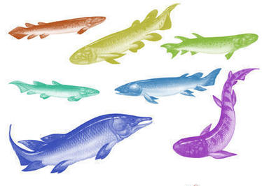 Fish Free Brushes - (402 Free Downloads)